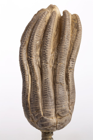 Crinoid | The Małopolska Virtual Museums