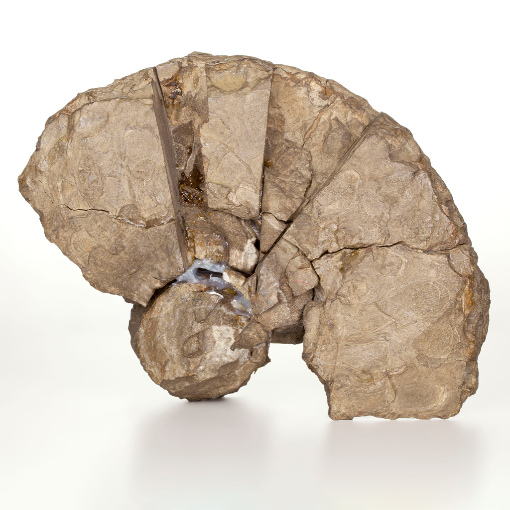 Bennettitales (a fossil plant) “Cycadeoidea polonica Wallisch” | The ...